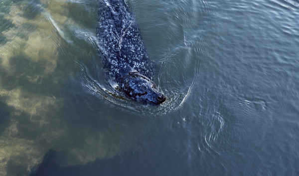 Seals and Puffins on the Firth of Forth